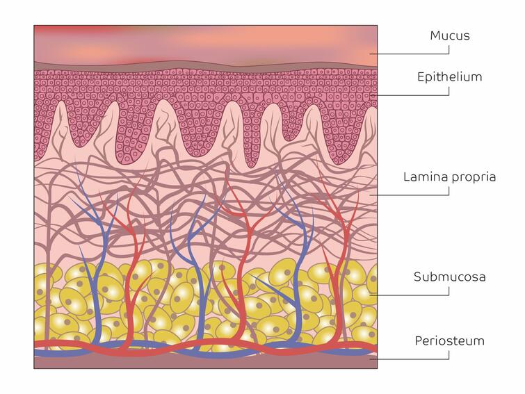Mucous Membrane Diagram